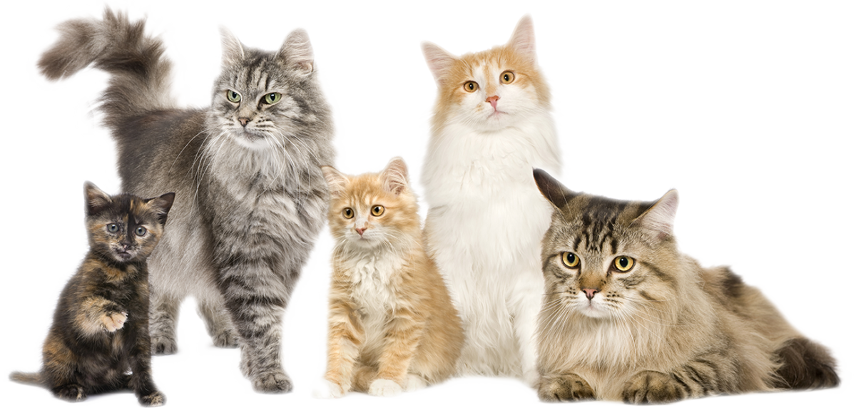 Alleycats & Aristocats - Cat Rescue & Adoption in Medina Co.