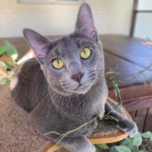 Alleycats & Aristocats - Cat Rescue & Adoption in Medina Co.