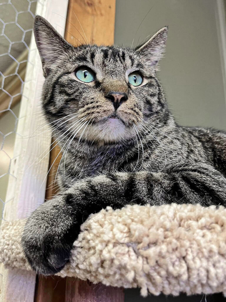 Cat Rescue Organization in Medina County - Alleycats & Aristocats